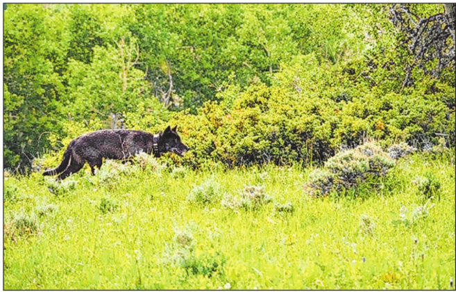 Rancher: Reintroduction plan â not fairâ to wolves - News