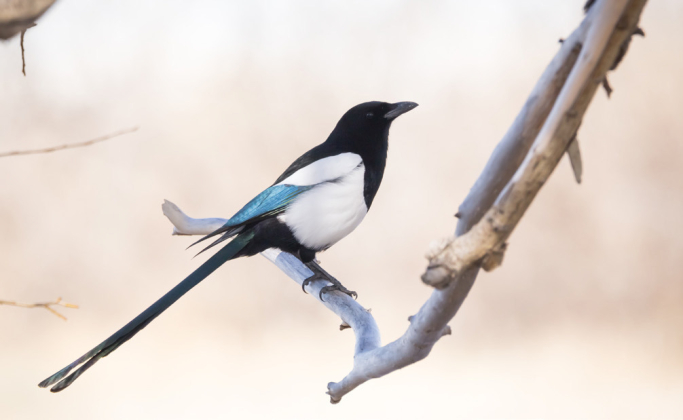 Magpies â smart, witty birds - News