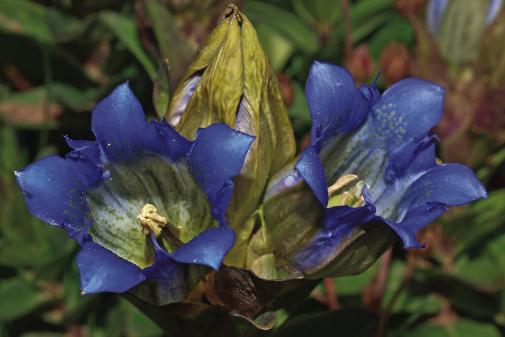 Parry's Gentian: A bed and breakfast for pollinators - News