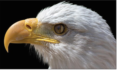 Birds of Ouray County: The remarkable vision of birds - News
