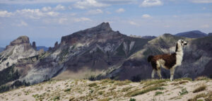 Long lost llamas recovered - News